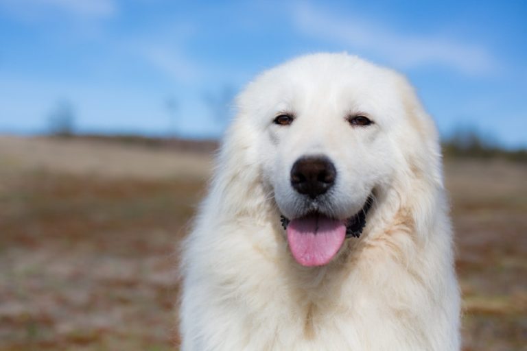 25 Italian Dog Breeds (With Info & Pictures) | Hepper Pet Resources