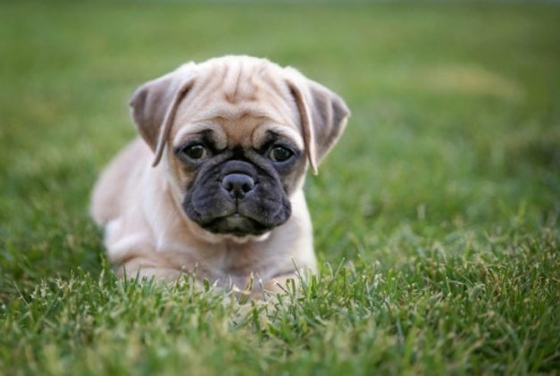 32 Pug Mixed Breeds (With Info & Pictures) | Hepper Pet Resources