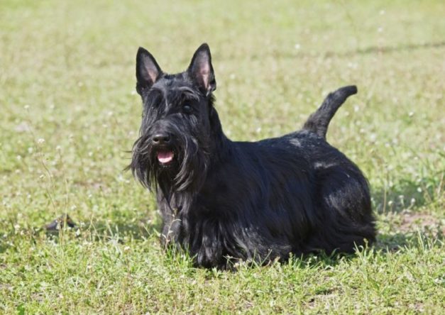 15 Black Dog Breeds: Info, Pictures, Facts & History | Hepper Pet Resources
