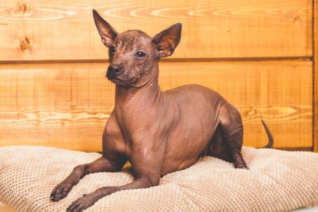 5 Mexican Dog Breeds: An Overview (With Info & Pictures) | Hepper Pet ...