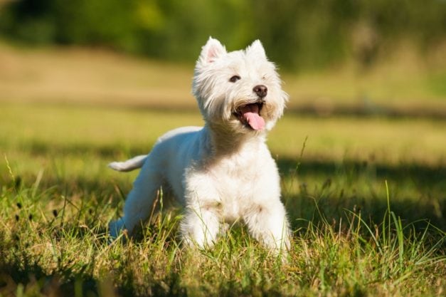 49 Dog Breeds That Start With W – Complete List (With Info & Pictures ...