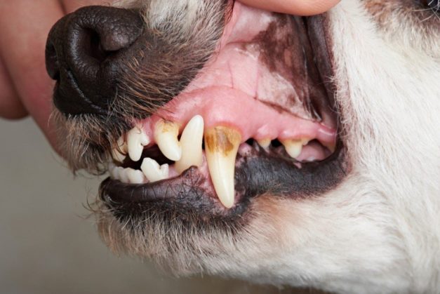 How Much Does Dog Teeth Removal Cost? 2026 Price Update | Hepper Pet ...
