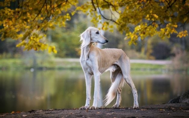 10 Skinny Dog Breeds: Info, History & Pictures | Hepper Pet Resources