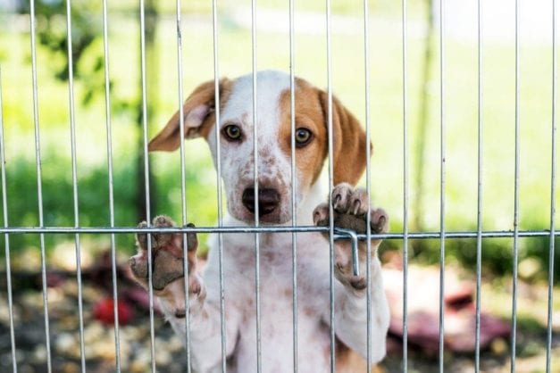 What's The Cost of Adopting a Dog From a Shelter? (2025 Price Guide) | Hepper Pet Resources