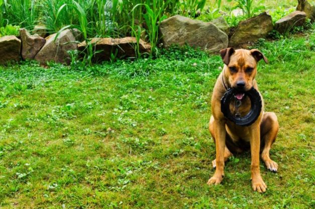 Boxweiler (Rottweiler & Boxer Mix): Info, Pictures, Characteristics ...