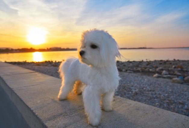 20 Maltese Mixed Breeds (With Info & Pictures) | Hepper Pet Resources