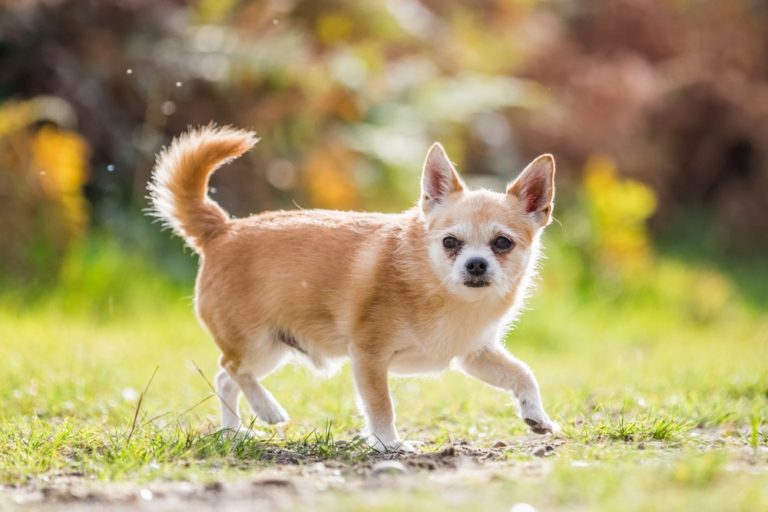 Top 20 Designer Dog Breeds in 2026 (With Info & Pictures) | Hepper Pet ...
