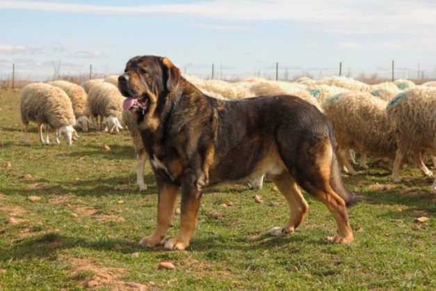 26 Spanish Dog Breeds: Info, Pictures & History of Pups From Spain ...