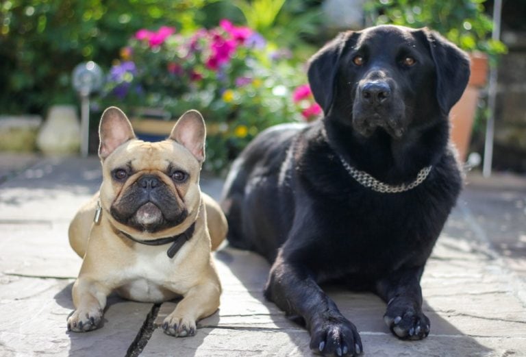 Frenchie Labrador (French Bulldog & Labrador Retriever Mix): Info ...