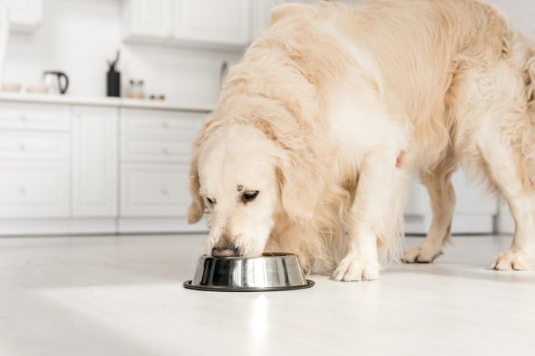 Can Dogs Eat Butternut Squash? Vet-Reviewed Nutrition Facts & Safety ...