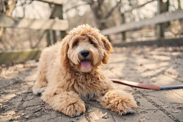 Do Labradoodles Shed a Lot? Grooming Guide & FAQs | Hepper Pet Resources