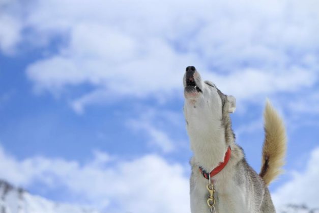 17 Dog Breeds Known for Howling (With Info & Pictures) | Hepper Pet ...