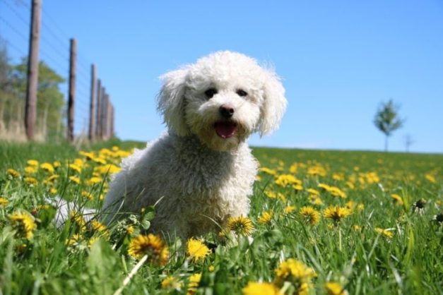 Havapoo (Havanese & Poodle Mix): Info, Pictures, Facts | Hepper Pet ...