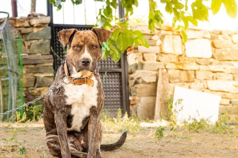 25 Pitbull Mixed Breeds (With Info & Pictures) | Hepper Pet Resources