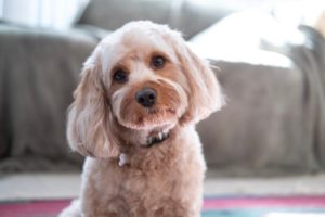How Big Does a Cavapoo Get? Size & Weight Guide (With Chart) | Hepper ...