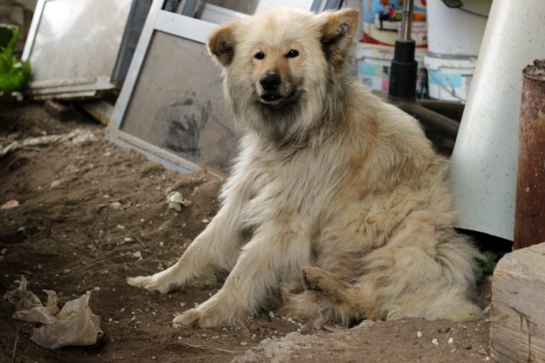 24 Most Popular Mixed Dog Breeds (With Info & Pictures) | Hepper Pet ...