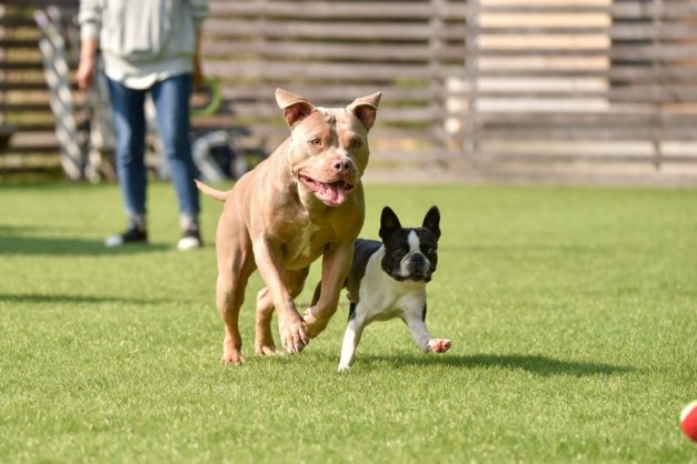 How Fast Can a Pitbull Run? Breed Characteristics & Speed Comparison ...