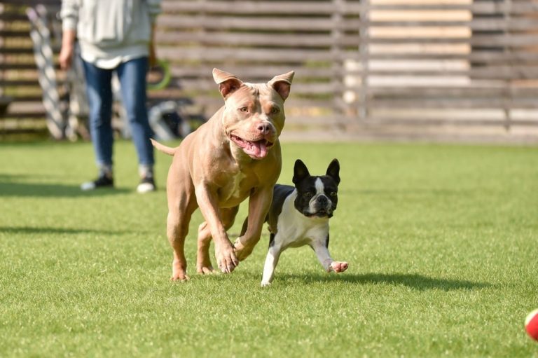 How Fast Can a Pitbull Run? Breed Characteristics & Speed Comparison ...