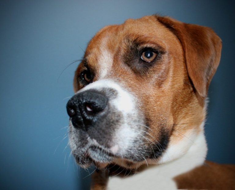 Beagle & Boxer Mix (Boggle Dog): Info, Pictures, Characteristics ...