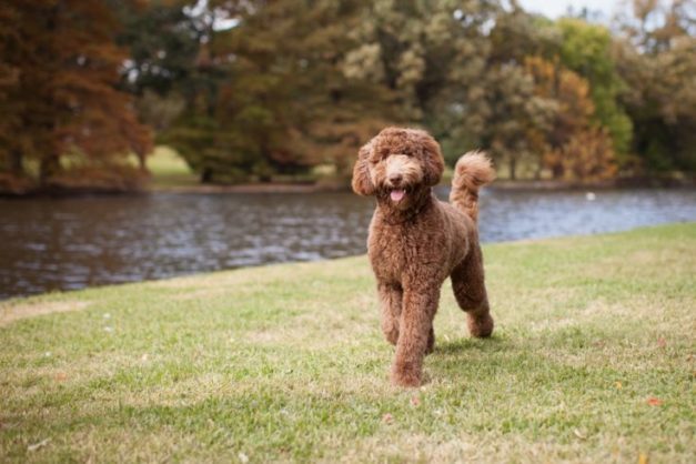 How Long Do Labradoodles Live? Average Lifespan, Data & Care | Hepper ...