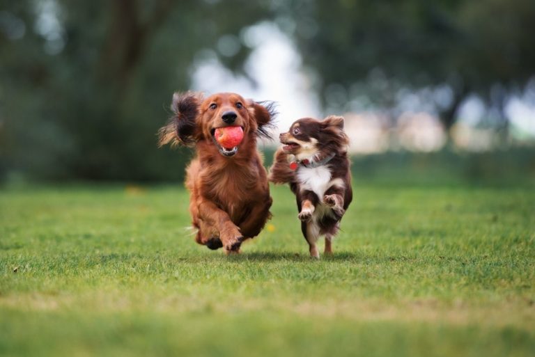 Pros & Cons of Getting a Second Dog: Vet-Approved Advice & Guidance ...