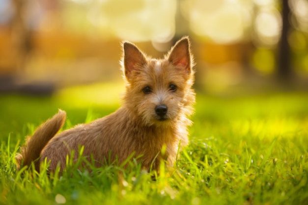 12 Types of Terrier Dog Breeds & Their Differences (With Info ...