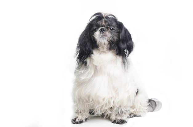 Auss-Tzu (Australian Shepherd & Shih-Tzu Mix) Info, Pictures, Care ...