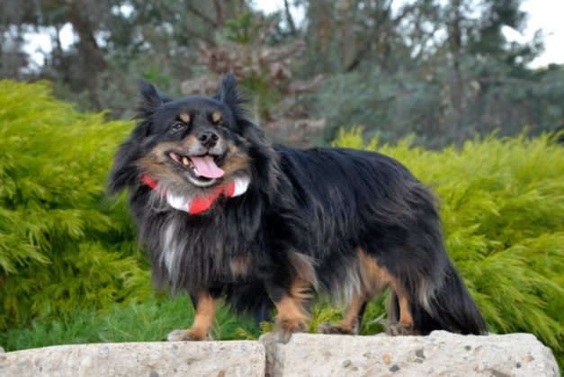 20 Papillon Mixed Breeds (With Info & Pictures) | Hepper Pet Resources
