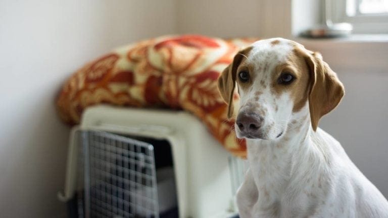 How to Soundproof a Dog Crate: 7 Easy Solutions (With Pictures ...