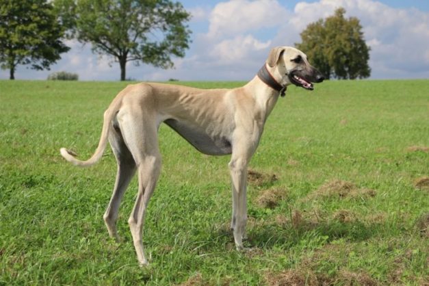 10 Skinny Dog Breeds: Info, History & Pictures | Hepper Pet Resources