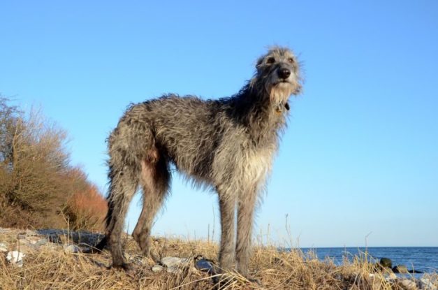17 Long-Legged Dog Breeds (With Info & Pictures) | Hepper Pet Resources