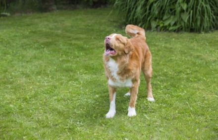 8 Best Dog Silencers (May 2026) - Reviews & Top Picks | Hepper Pet ...
