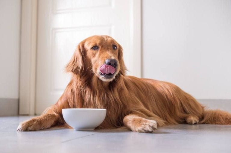 Why is My Dog Always Hungry? Vet-Reviewed Reasons & Considerations ...