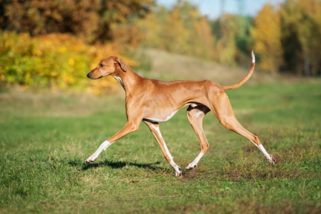 13 Exotic Dog Breeds: Info, Pictures, Traits, & More | Hepper Pet Resources