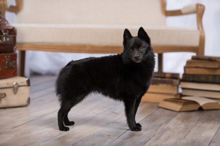 15 Black Dog Breeds: Info, Pictures, Facts & History | Hepper Pet Resources