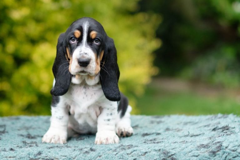 Why Is My Puppy Not Pooping? 7 Reasons | Hepper Pet Resources