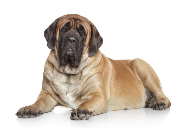 How Long Do Mastiffs Live? Average Lifespan, Data & Care Guide | Hepper ...