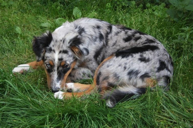 Why Do Dogs Curl Up? 6 Common Reasons | Hepper Pet Resources
