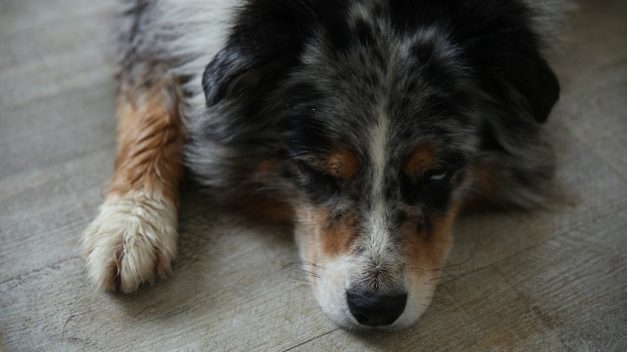Dog Mercury Poisoning: Vet-Approved Causes, Symptoms, and Care | Hepper ...