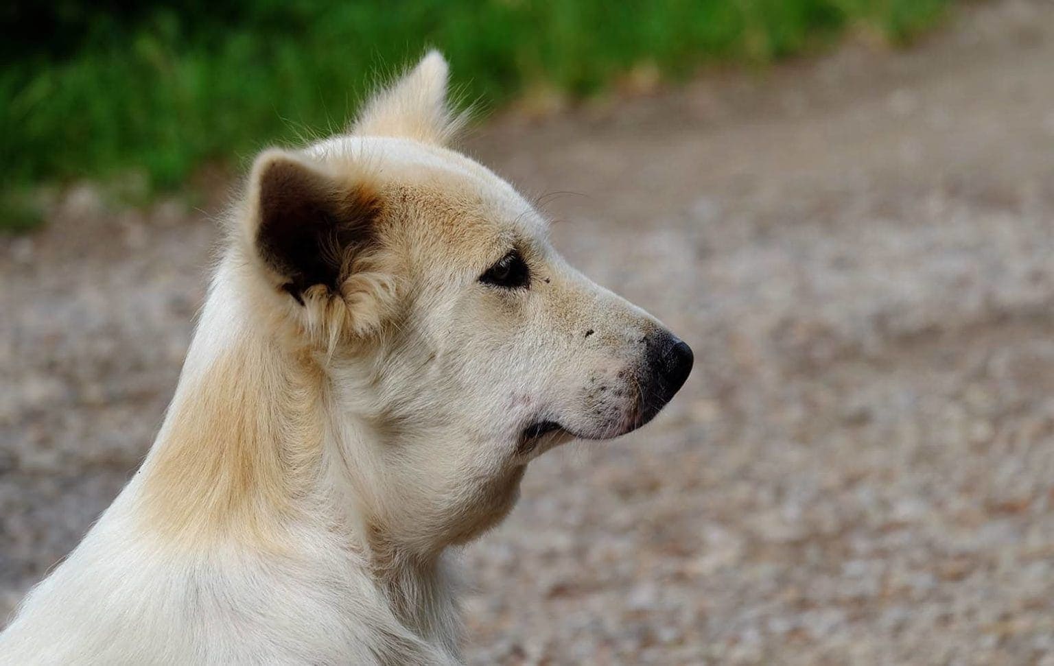 Dog Stung by a Scorpion? Our Vet Explains What to Do | Hepper Pet Resources
