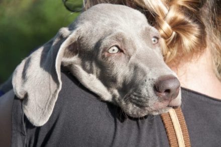 6 Weimaraner Health Issues: Our Vet Explains | Hepper Pet Resources