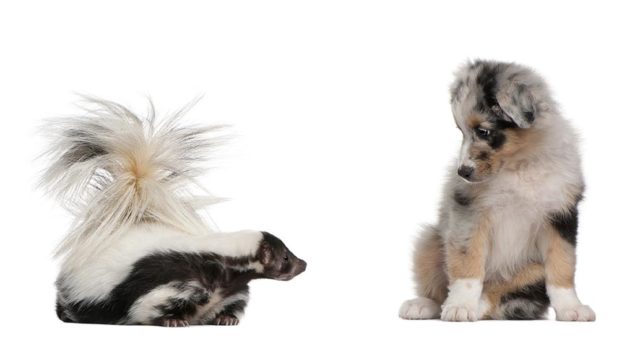 Dog Sprayed by a Skunk? Our Vet Explains What to Do | Hepper Pet Resources