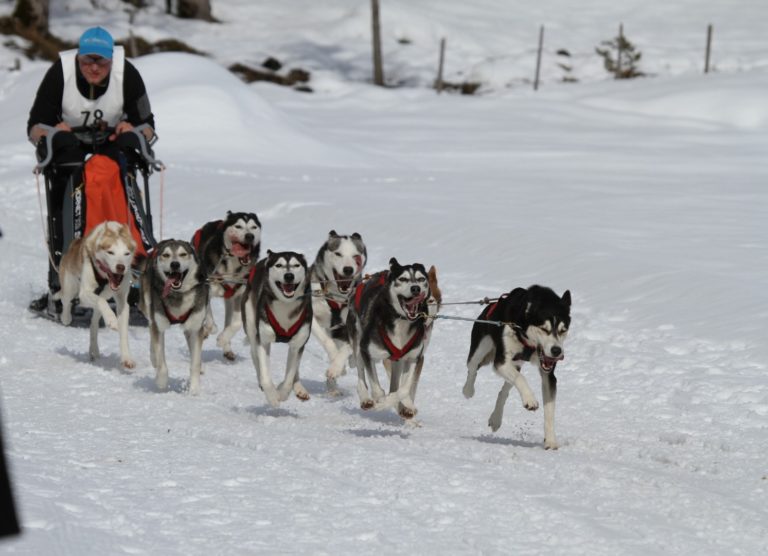 12 Sled Dog Breeds: A Complete Guide (With Info & Pictures) | Hepper ...