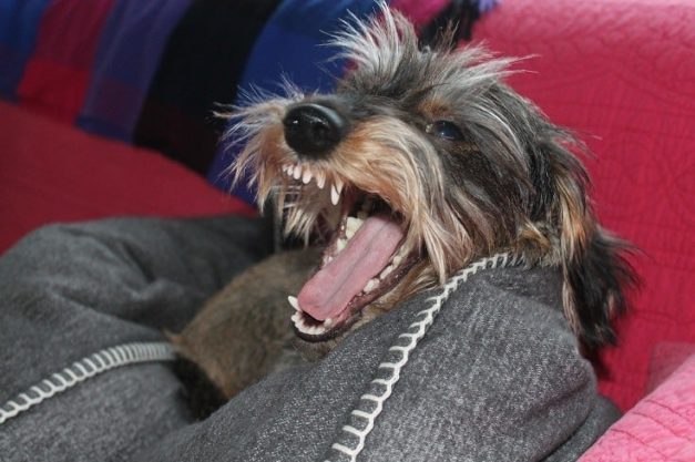 How to Stop Aggression in Dogs: 10 Vet-Approved Tips and Tricks ...