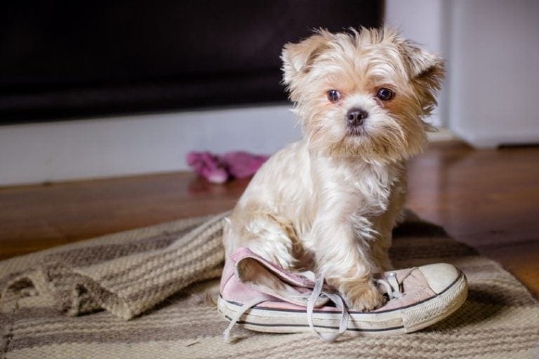 How Much Does It Cost to Own a Dog in the UK? (2026 Price Guide ...