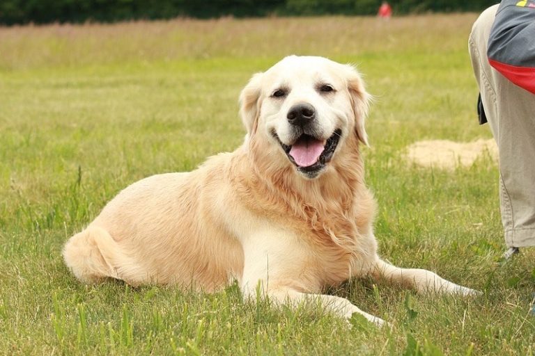 Golden Retriever Dog Breed: Info, Pictures, Personality & More | Hepper ...