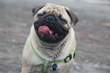 Why Do Pugs Scream? 10 Common Reasons | Hepper Pet Resources