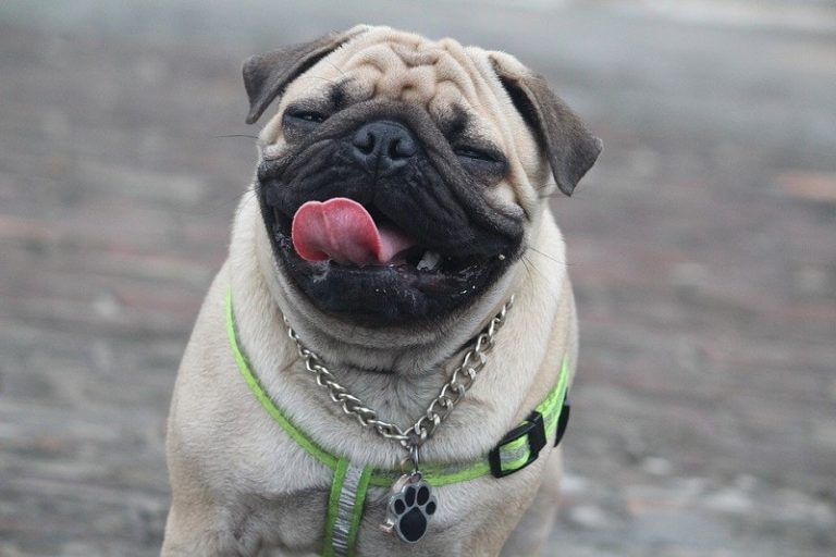 Why Do Pugs Scream? 10 Common Reasons | Hepper Pet Resources