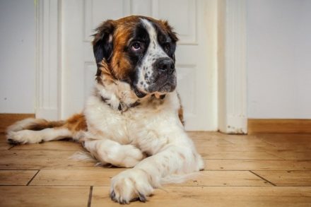 7 St. Bernard Colors (With Pictures & Breed Info) | Hepper Pet Resources