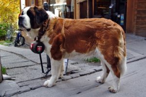Why Are St. Bernards Shown With Barrel Collars? Breed Interesting Facts ...